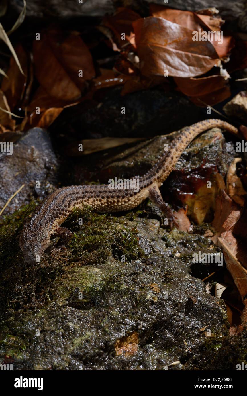 Earless monitor lizard hi-res stock photography and images - Alamy