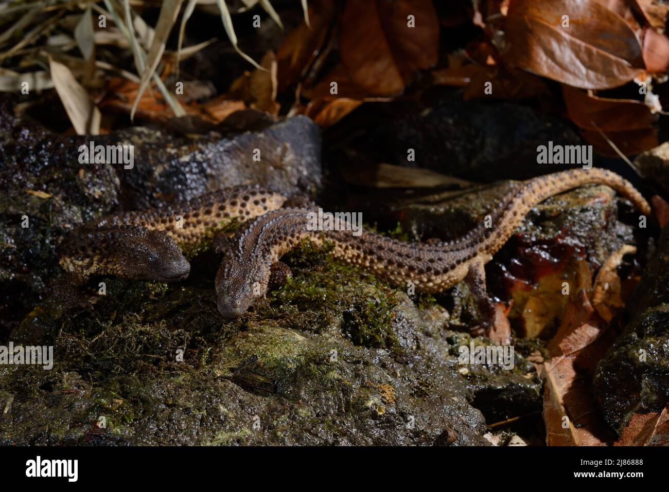 Earless monitor lizard on rock Stock Photo - Alamy