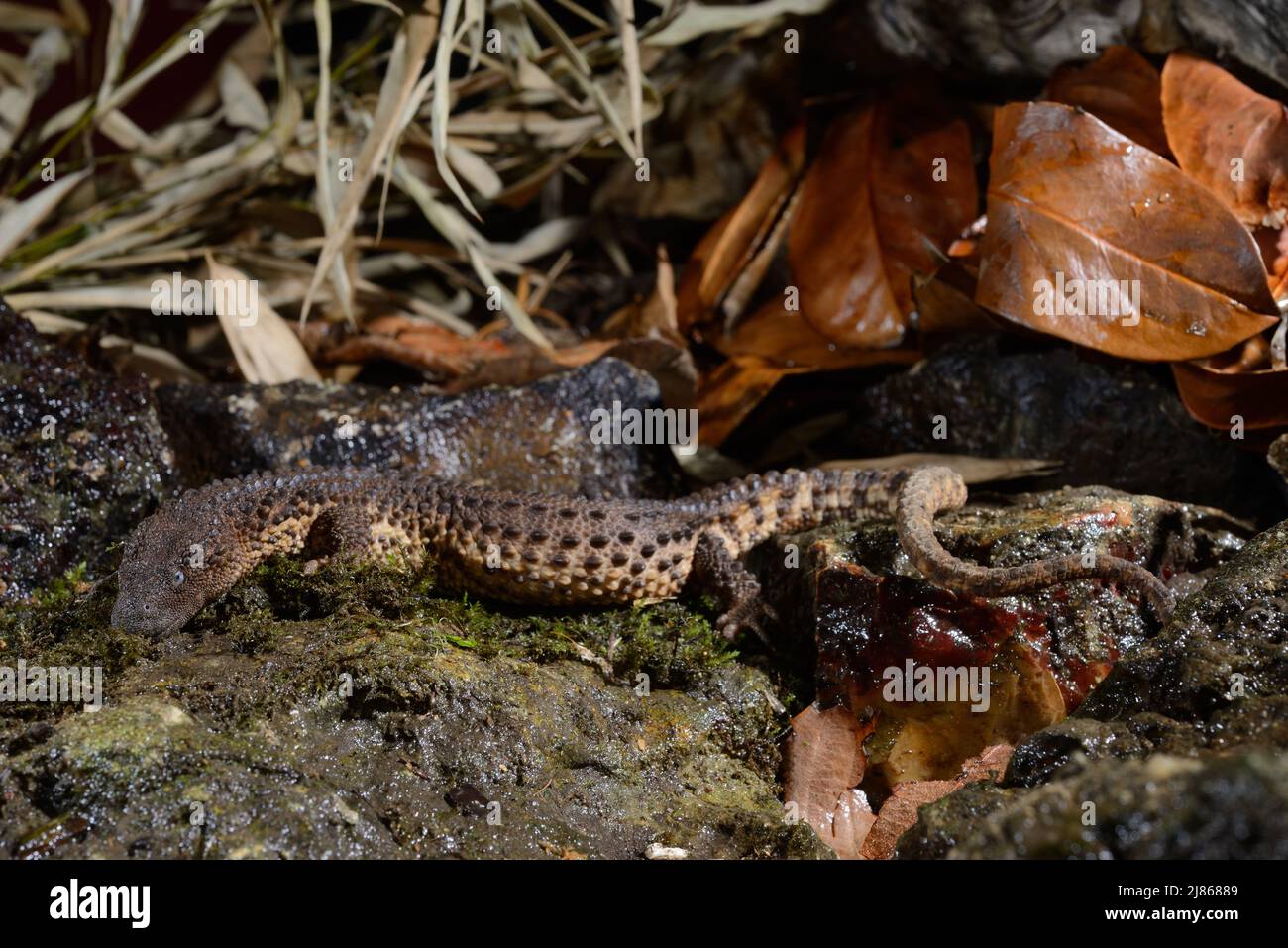 Earless monitor lizard on rock and dead leaves Stock Photo - Alamy