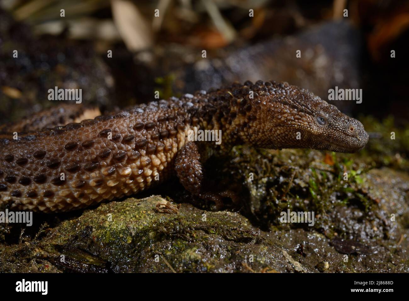 Portrait of Earless monitor lizard on rock Stock Photo - Alamy