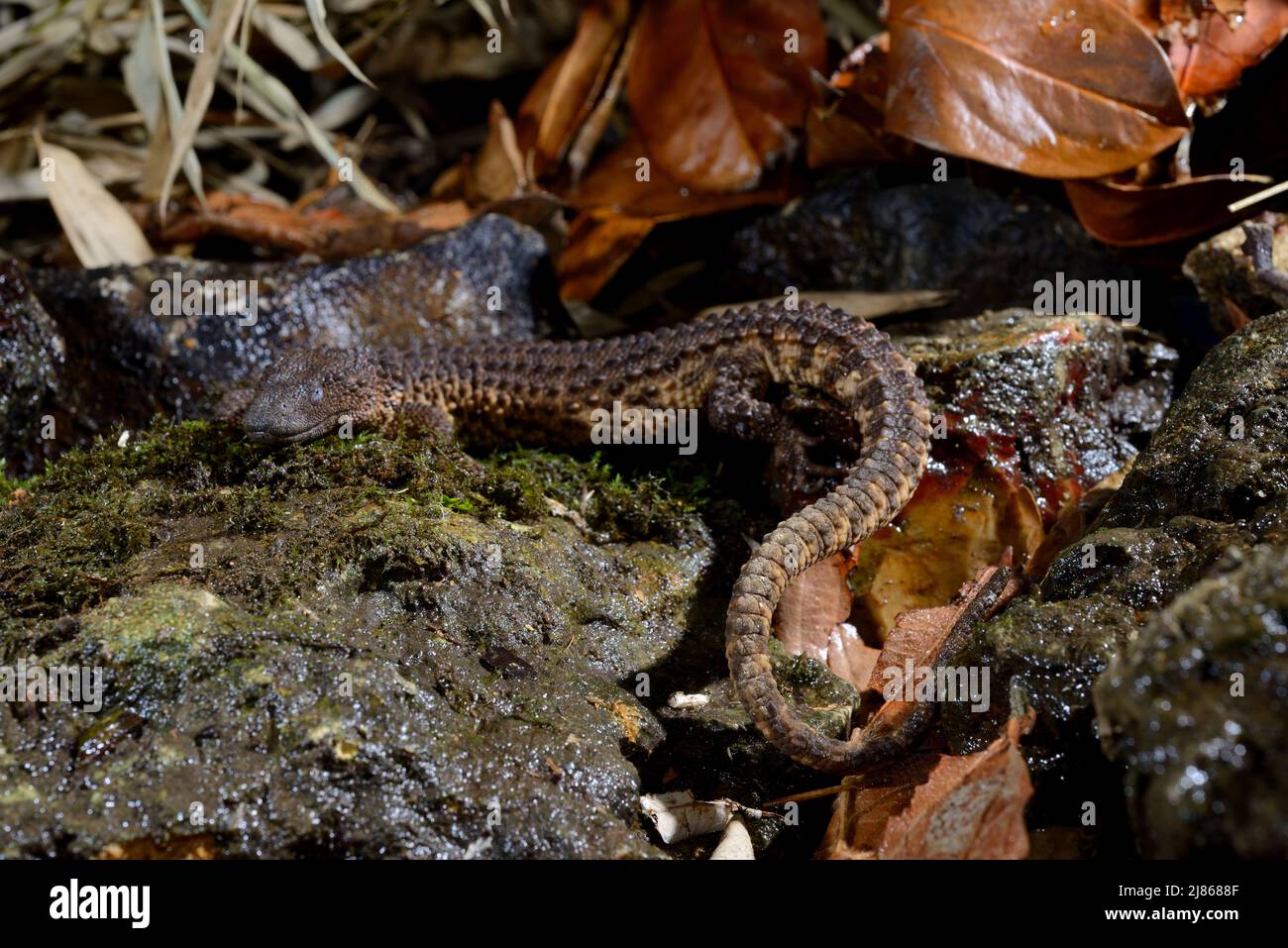 Earless monitor lizard on rock and dead leaves Stock Photo - Alamy
