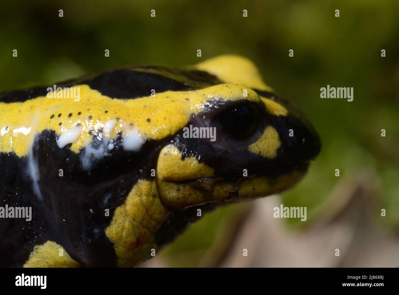 Portrait of Speckled Salamander - Poitou France ; Parotide gland and ...