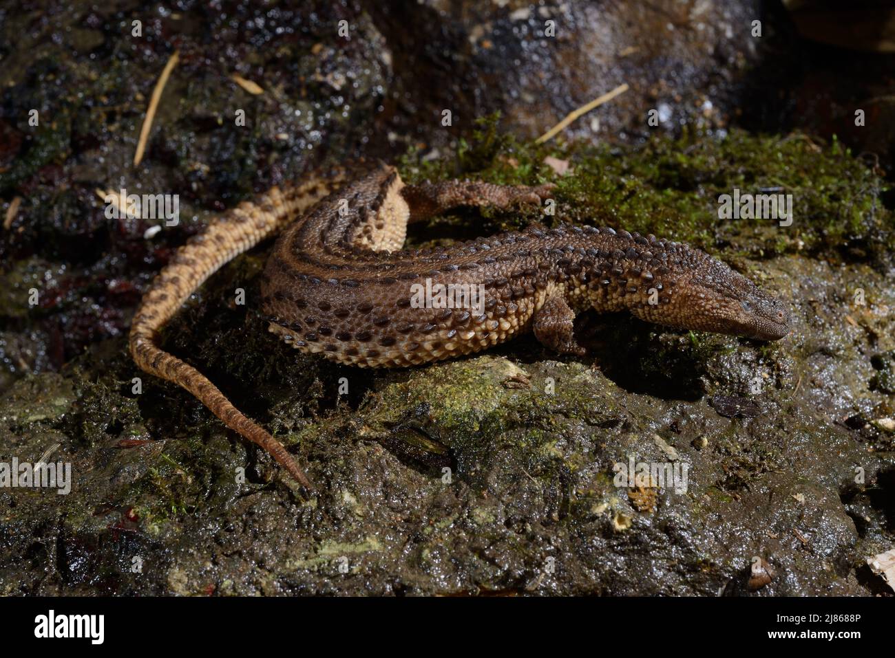 Earless monitor lizard on rock Stock Photo - Alamy