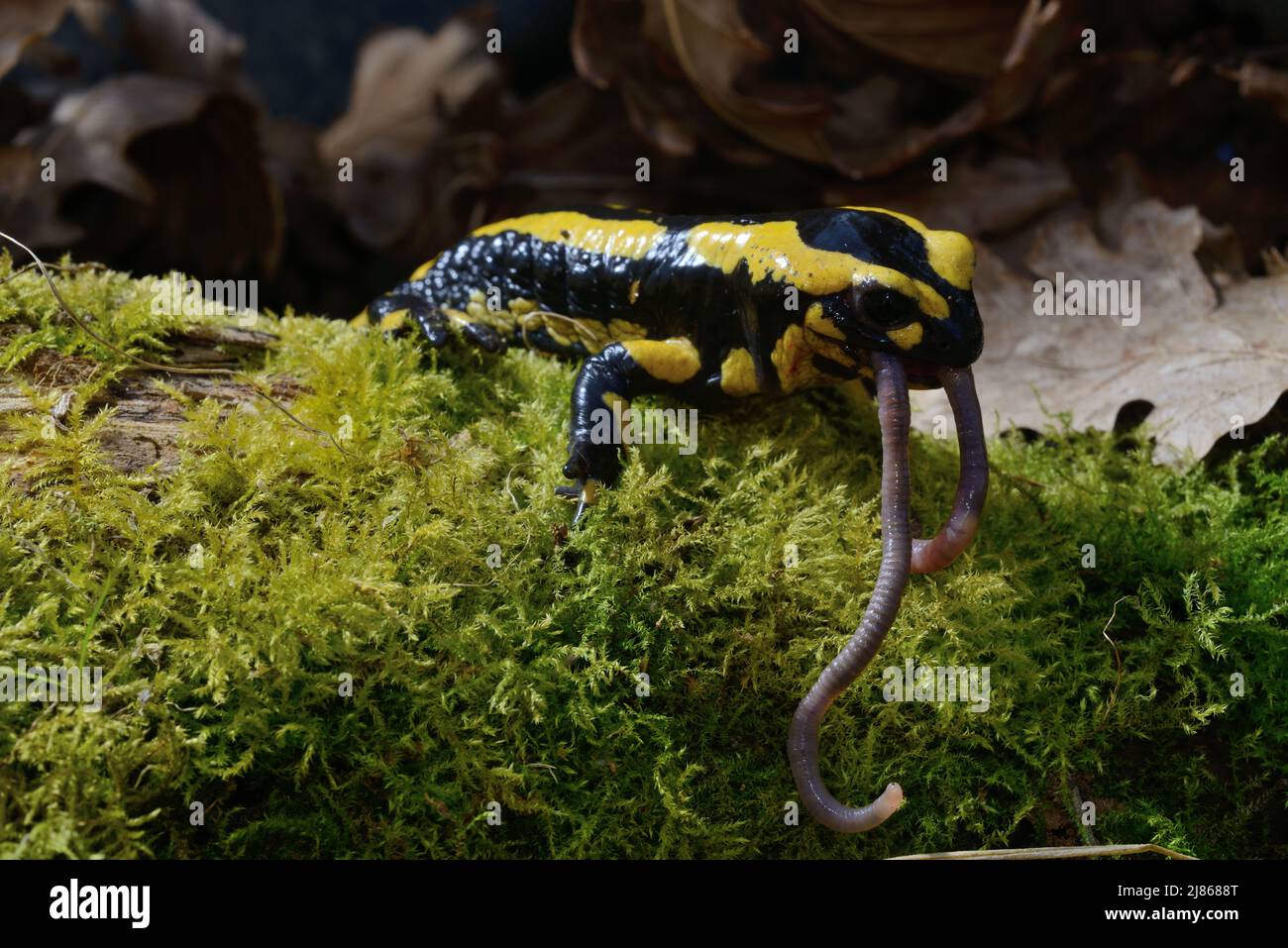 Speckled Salamander eating a Night Crawler - Poitou France Stock Photo ...