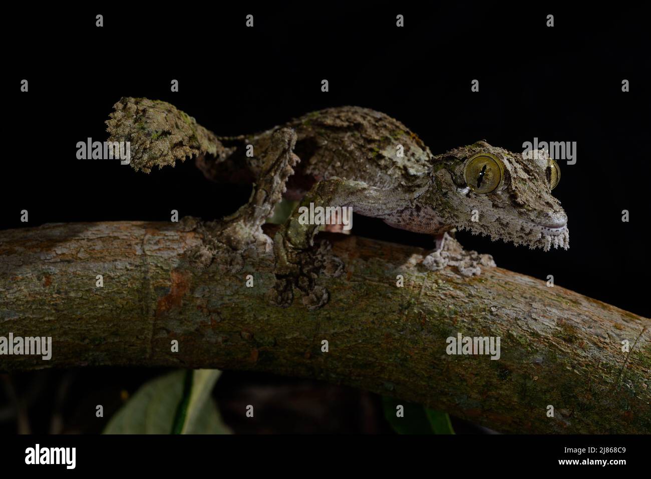 Leaf tailed gecko branch hi-res stock photography and images - Alamy
