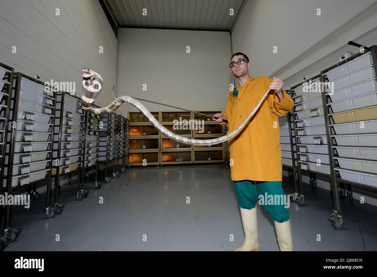 Handling Cobra - Venomworld France ; Livestock Hall of poisonous snakes ...