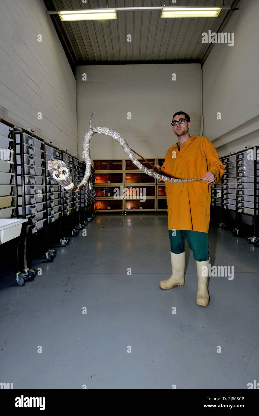 Handling Cobra - Venomworld France ; Livestock Hall of poisonous snakes ...