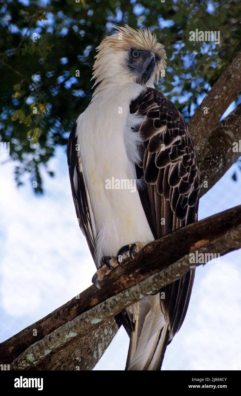 Philippine Eagle Size