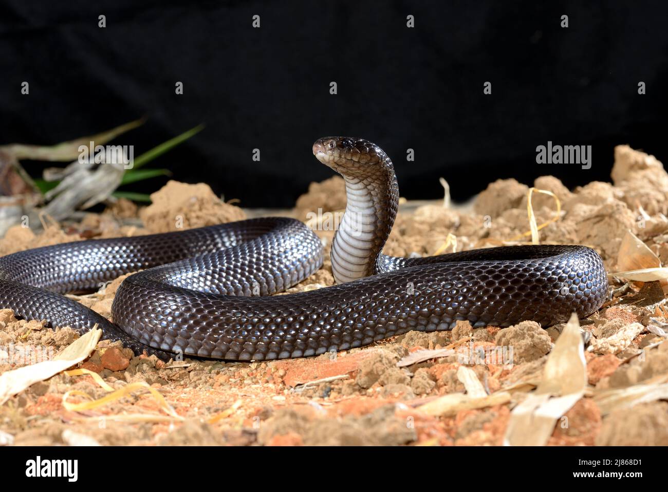 Black Desert Cobra on sand Stock Photo - Alamy