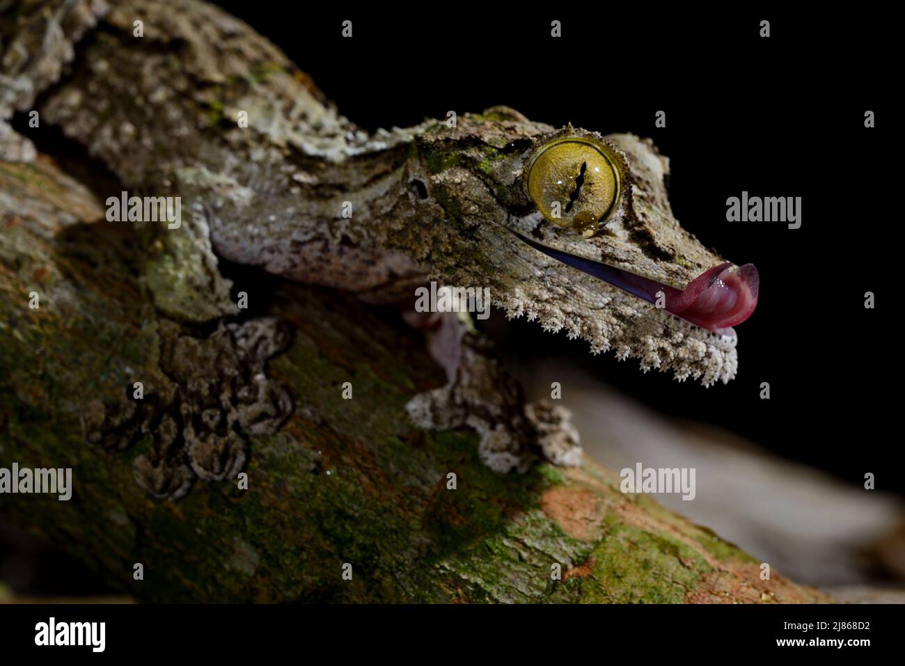 Leaf tailed gecko branch hi-res stock photography and images - Alamy