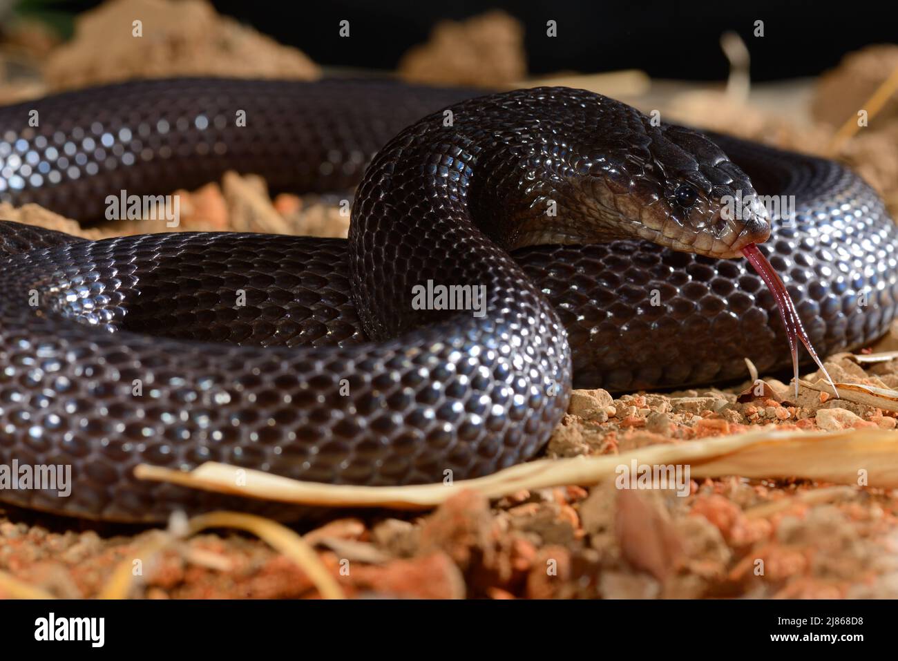 Portrait of Black Desert Cobra on sand Stock Photo - Alamy