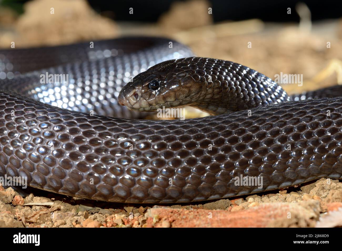 Portrait of Black Desert Cobra on sand Stock Photo - Alamy