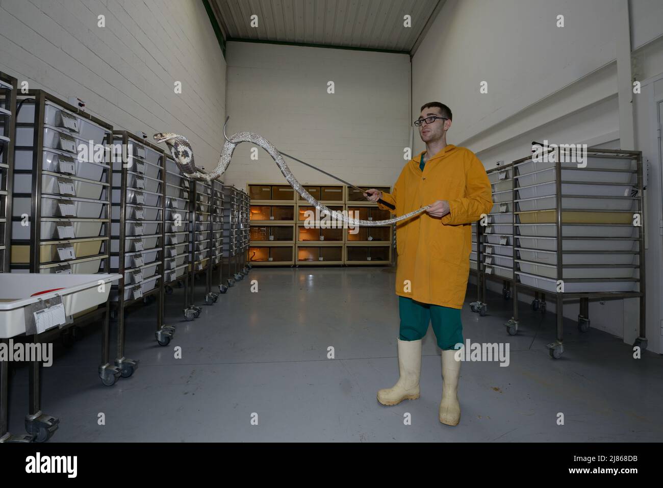 Handling Cobra - Venomworld France ; Livestock Hall of poisonous snakes ...
