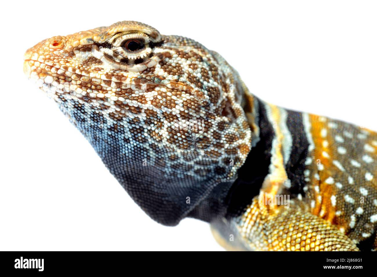 Portrait of Desert Collared Lizard on white background Stock Photo - Alamy