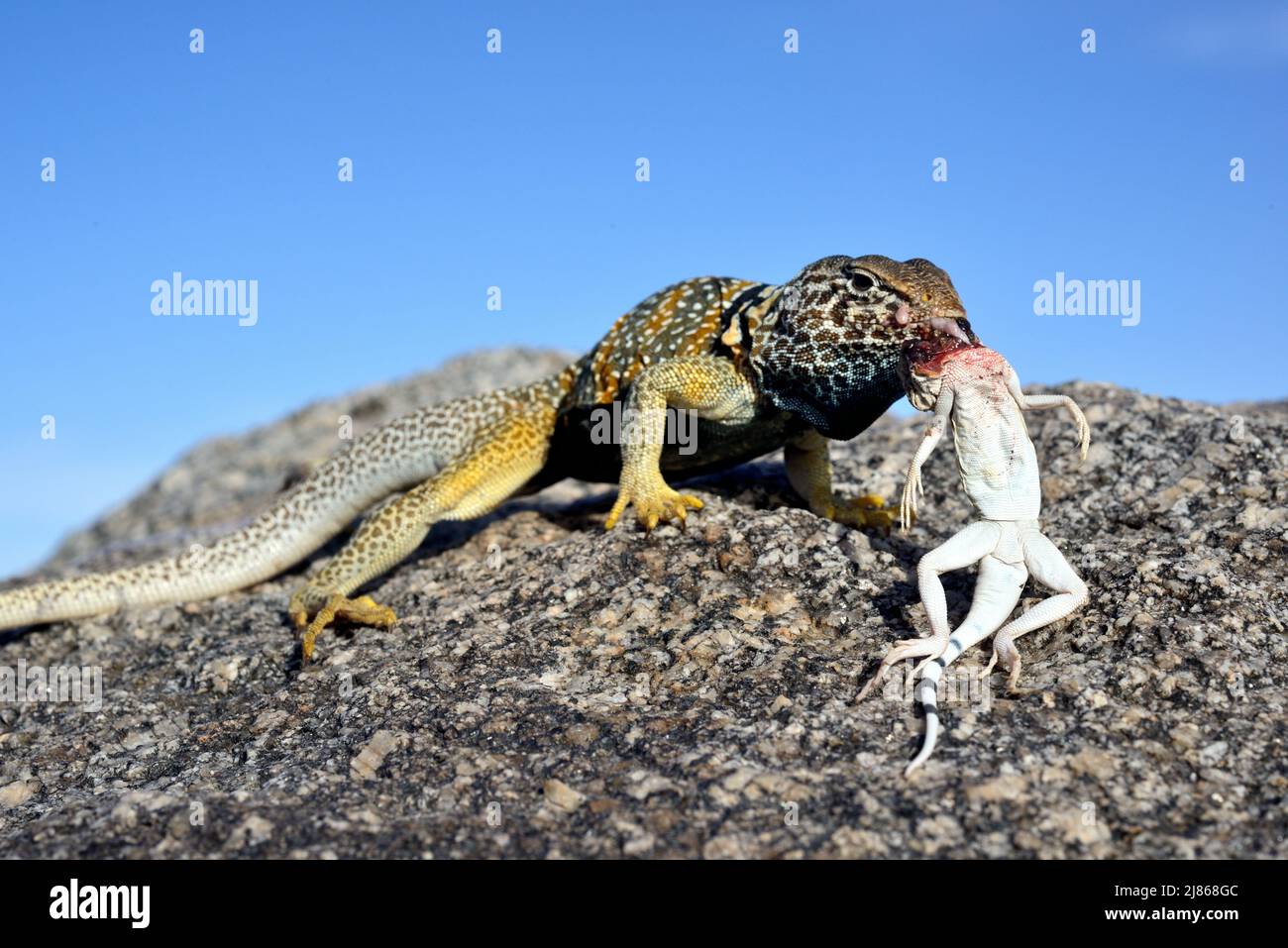 Collared lizard eating a Zebra-tailed lizard - Death valley Stock Photo ...