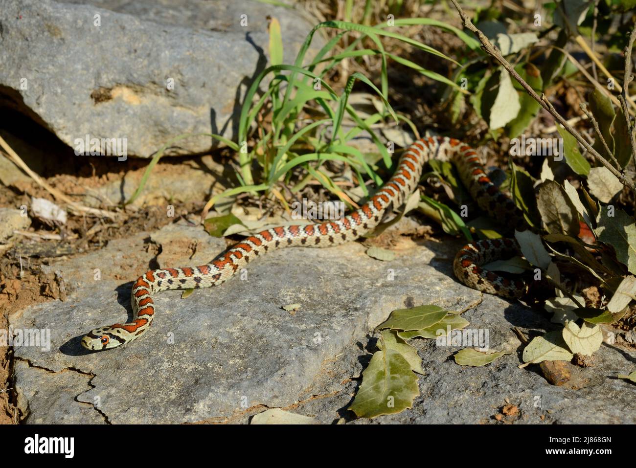Lonely animals ukraine hi-res stock photography and images - Alamy