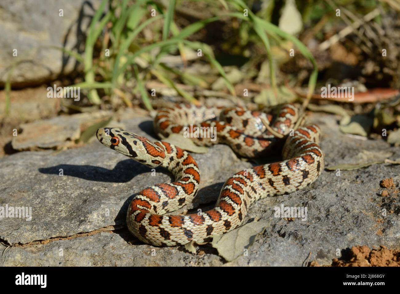 Lonely animals ukraine hi-res stock photography and images - Alamy