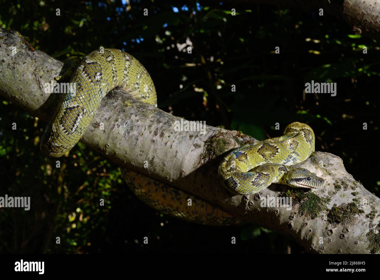 Madagascar tree Boa on branch - Madagascar Stock Photo - Alamy