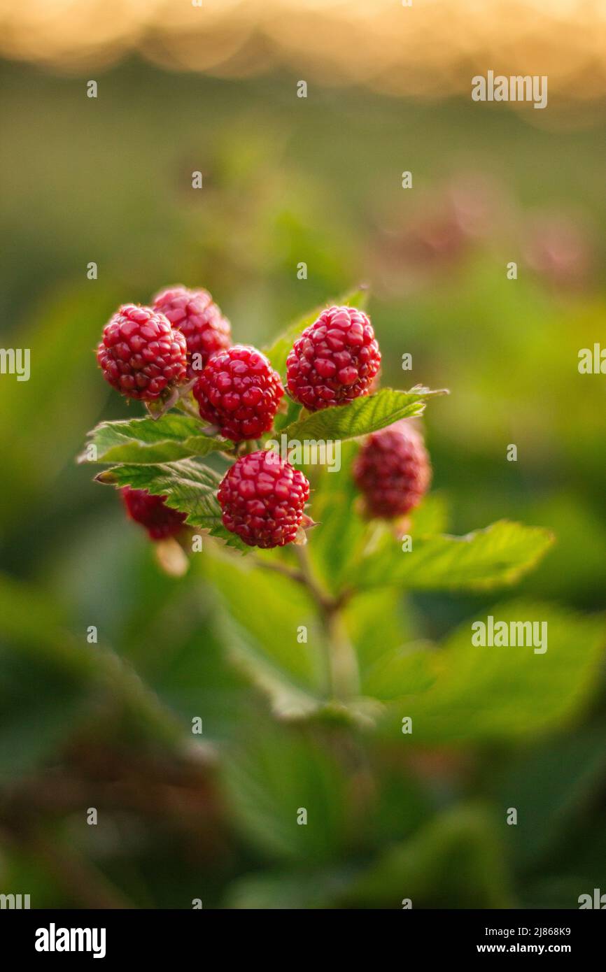 Raspberry Picking in the Late Summer Stock Photo - Alamy