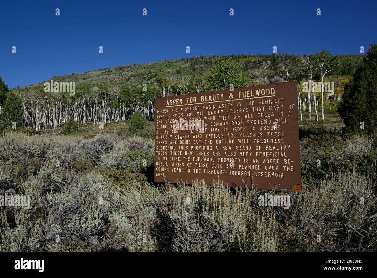 Aspen tree utah oldest hi-res stock photography and images - Alamy