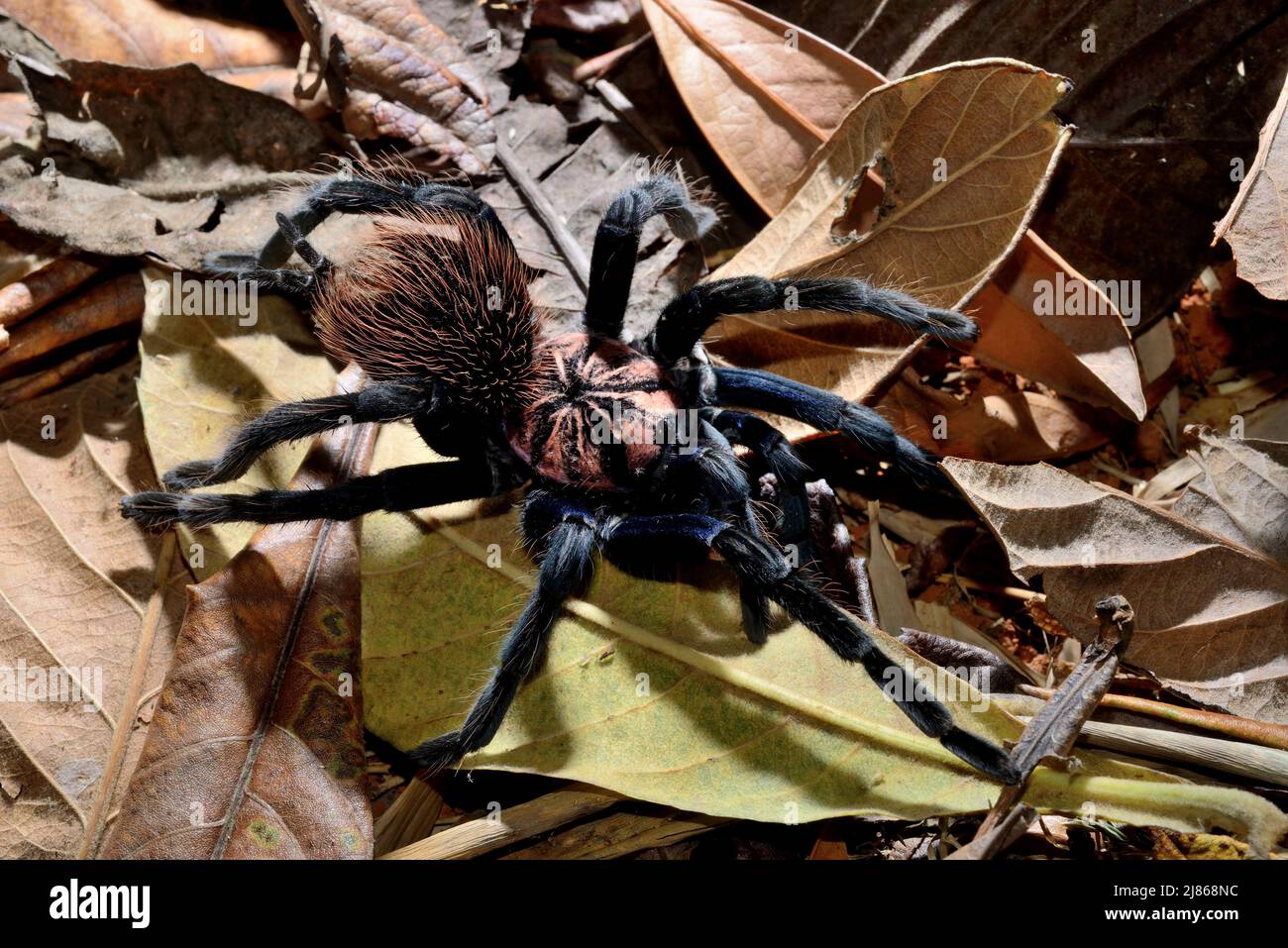 Blue tarentula on dead leaves Stock Photo - Alamy