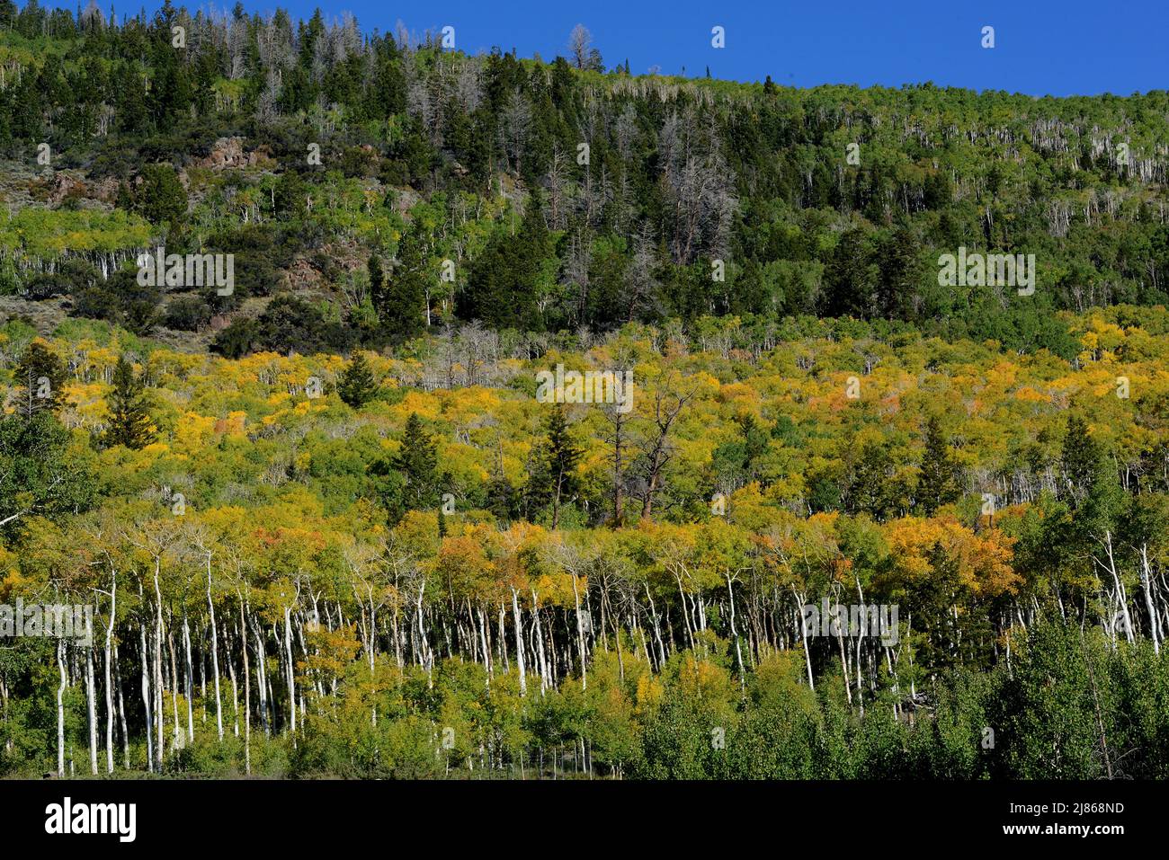 Quaking aspen forest hi-res stock photography and images - Alamy