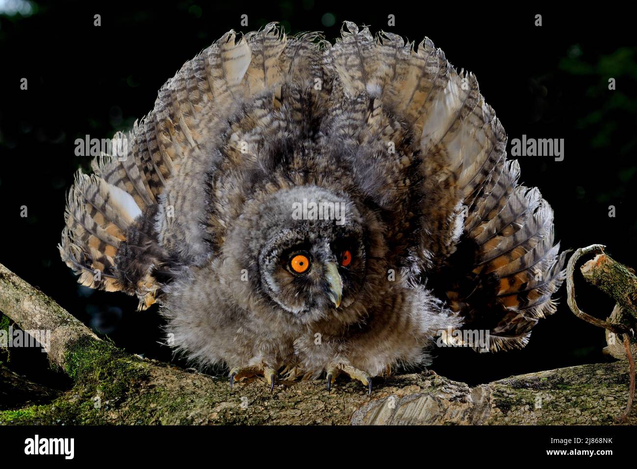 Long-eared Owl in intimidation position on black background Stock Photo ...