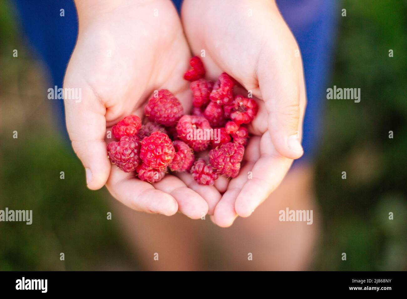 Raspberry Picking in the Late Summer Stock Photo - Alamy