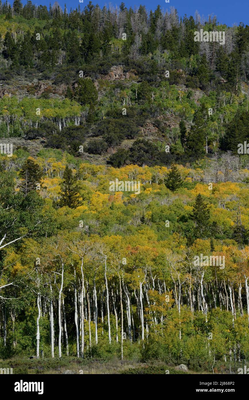 Pando tree hi-res stock photography and images - Alamy