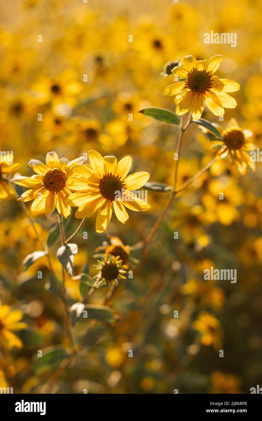 Golden flowers hi-res stock photography and images - Alamy