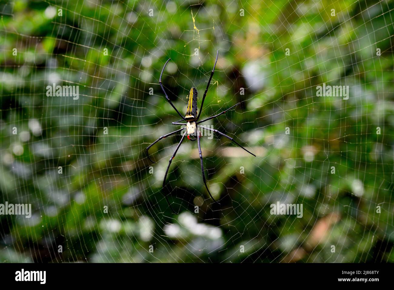 Giant golden orb weaver (Nephila pilipes) Thailand Stock Photo - Alamy