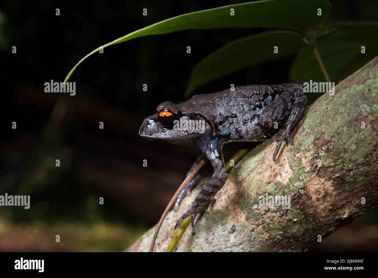 Thai spadefoot toad (Leptobrachium hendricksoni) Thailand Stock Photo ...