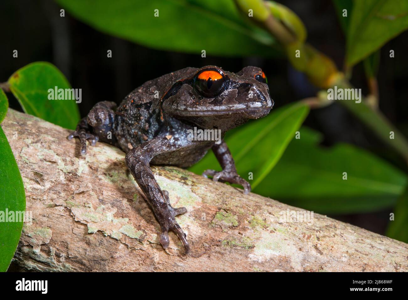 Thai spadefoot toad (Leptobrachium hendricksoni) Thailand Stock Photo ...