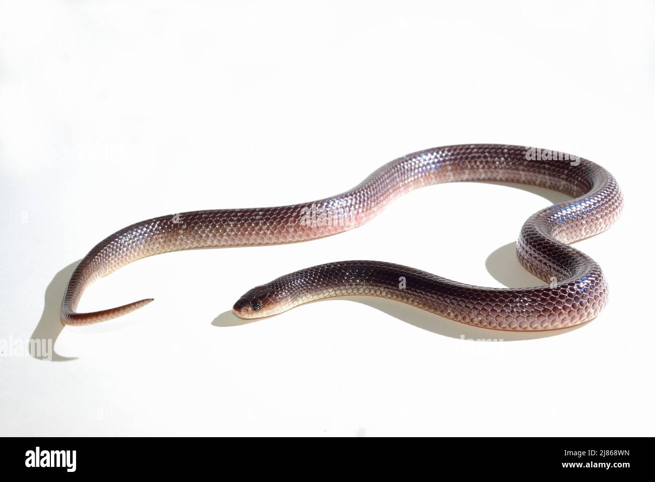 Indian krait (Bungarus caeruleus). India Stock Photo - Alamy