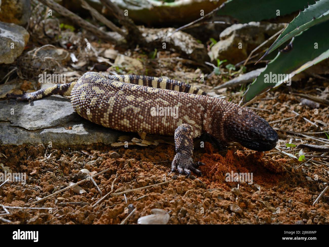 Mexican beaded lizard (Heloderma horridum). Mexico. Captivity Stock ...