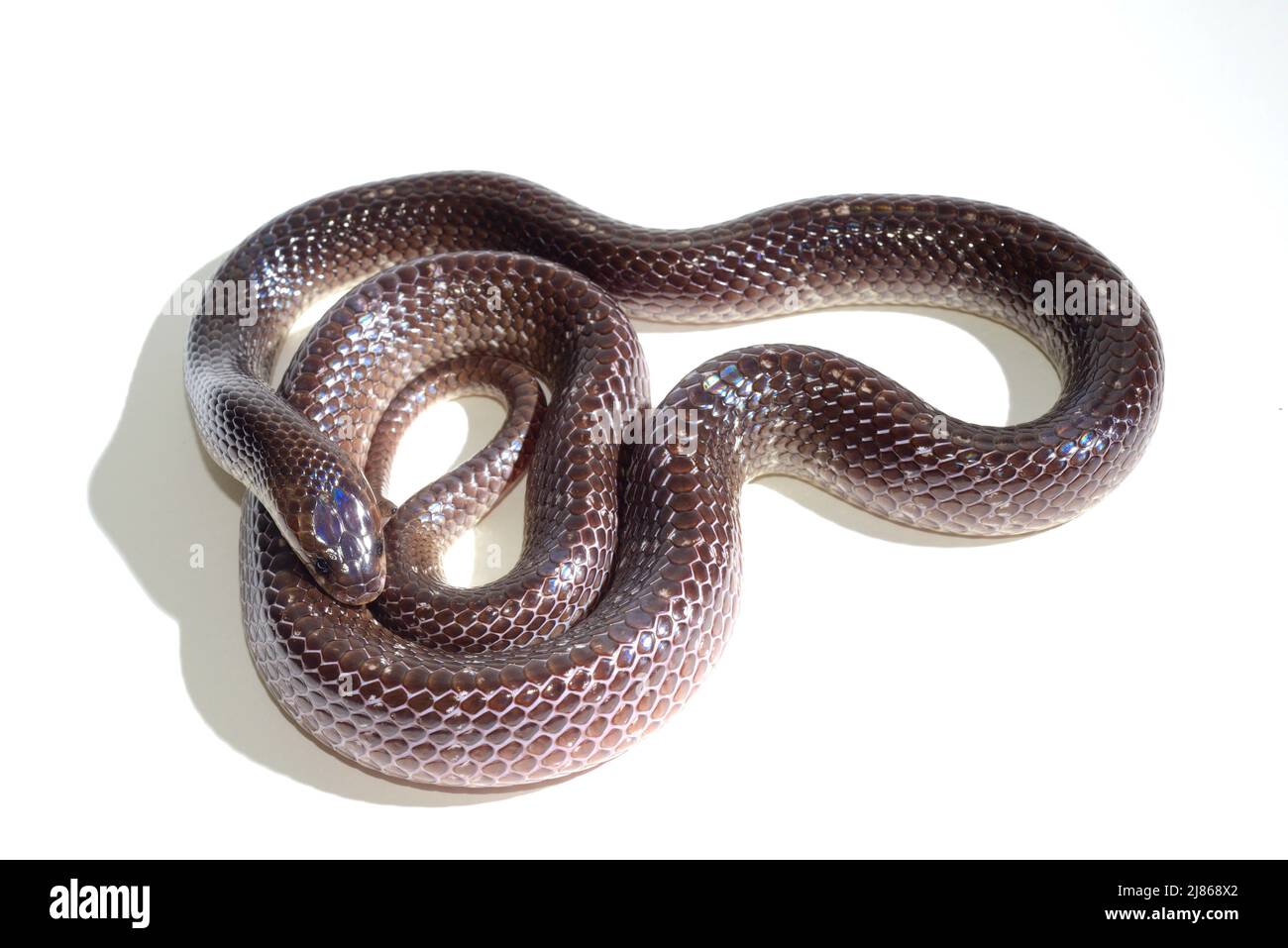 Indian krait (Bungarus caeruleus). India Stock Photo - Alamy