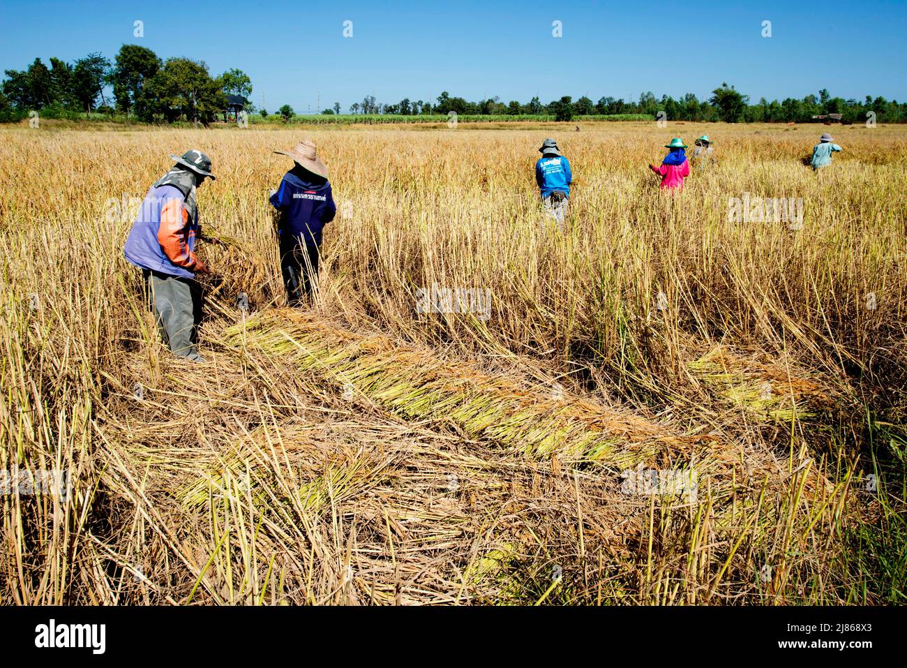 Rice plots hi-res stock photography and images - Alamy