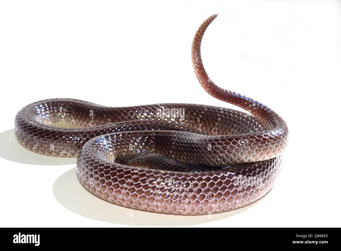 Indian krait (Bungarus caeruleus) Defensive posture. India Stock Photo ...