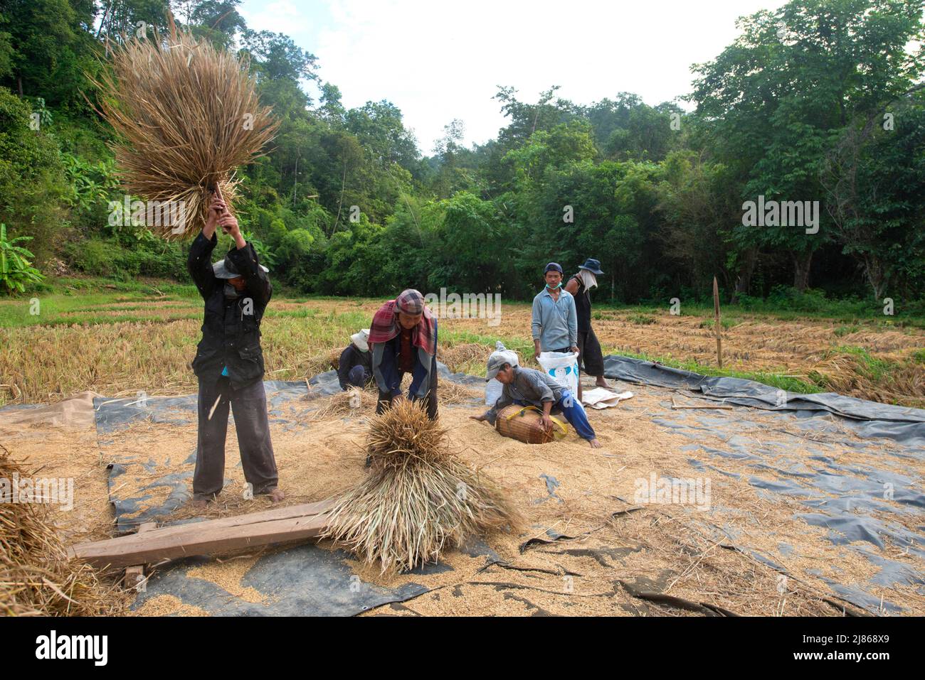 Farmers sieving the rice N.W. Thalland Stock Photo - Alamy