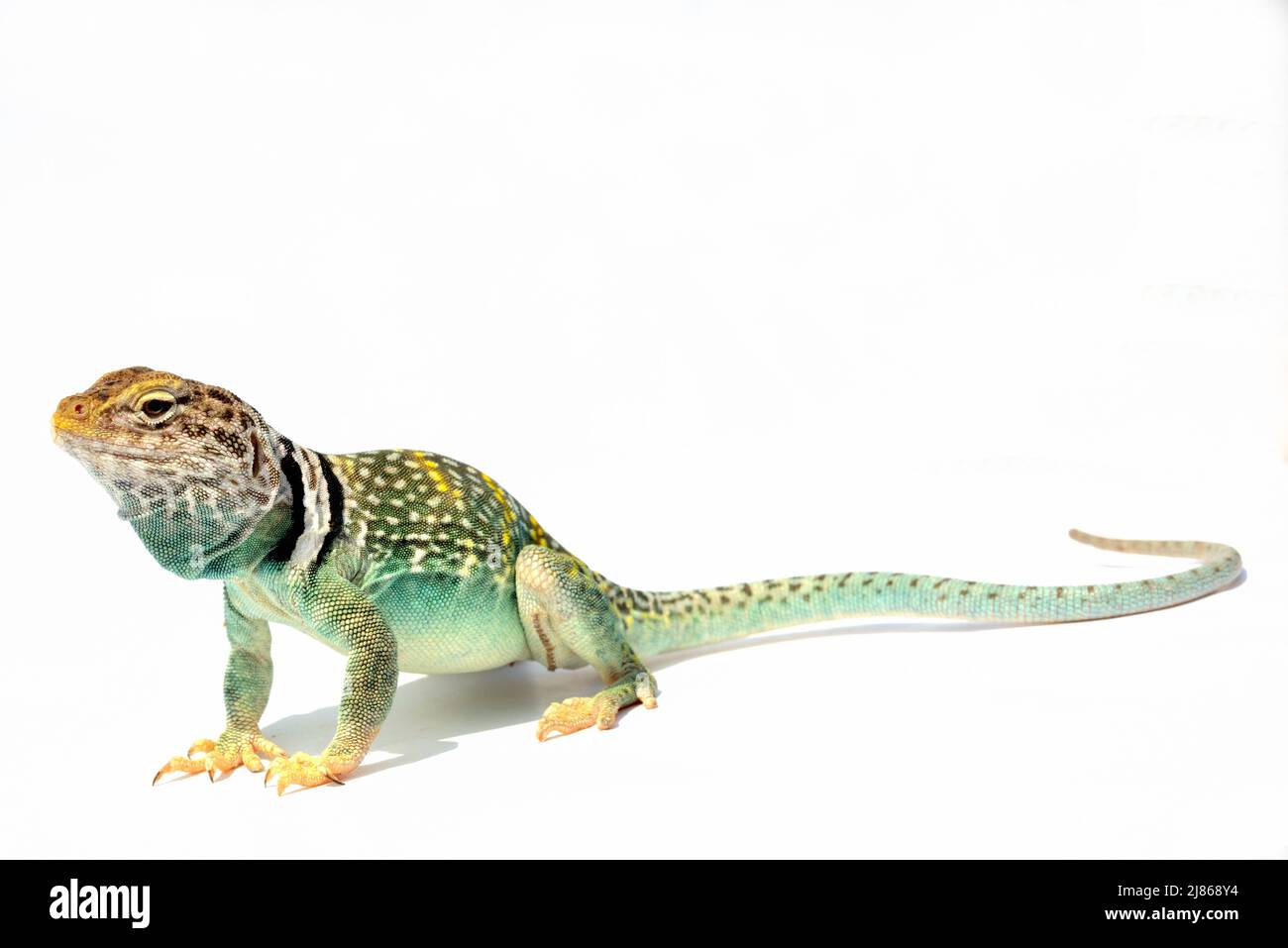 Collared lizard (Crotaphytus collaris bailey) Male.N. Arizona Stock ...