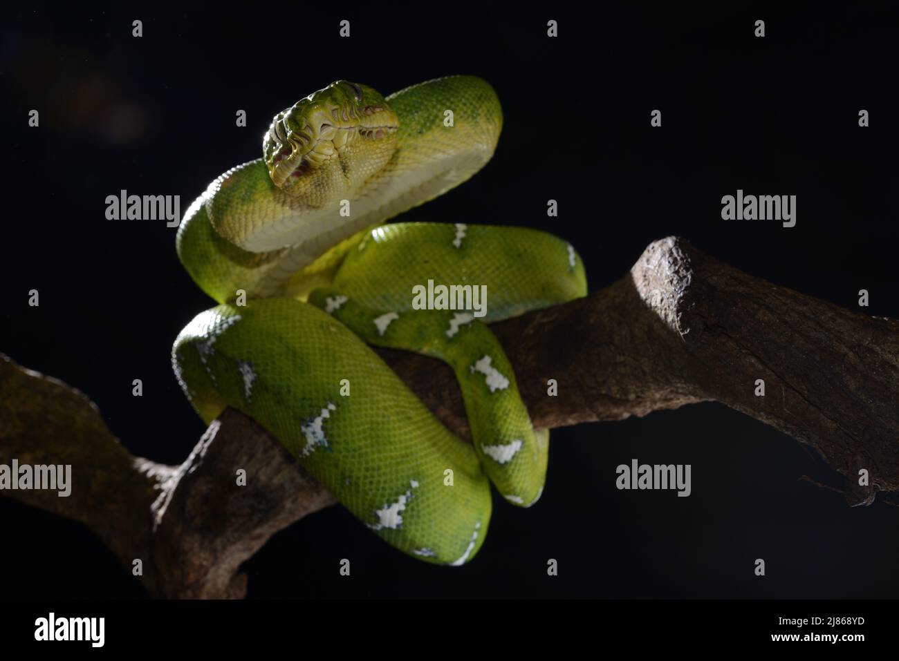 Emerald tree boa (Corallus caninus) Tropical America. Captivity Stock ...