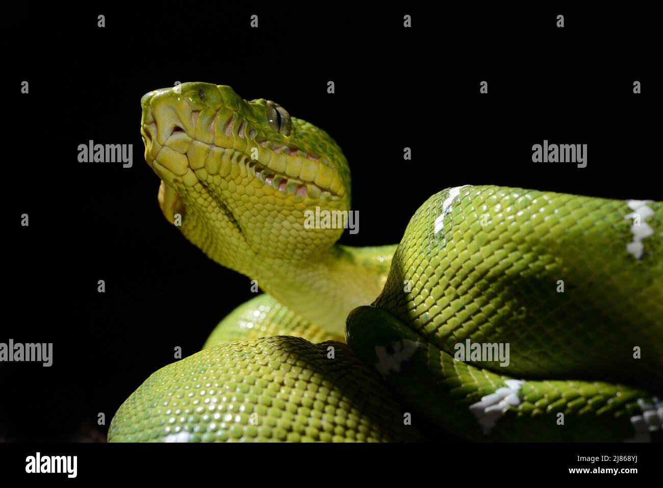 Emerald tree boa (Corallus caninus) Tropical America. Captivity Stock ...