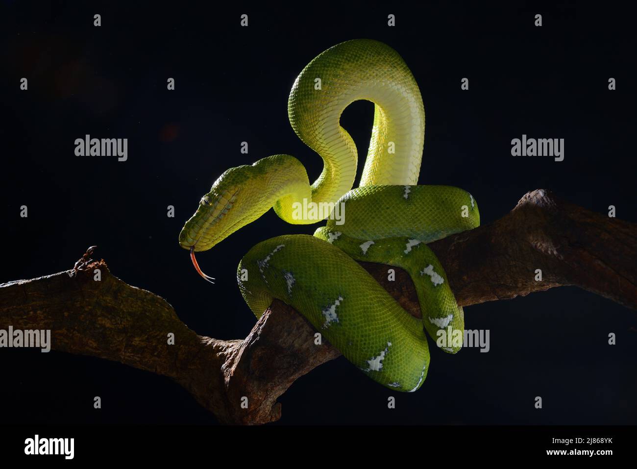 Xiphosoma hi-res stock photography and images - Alamy