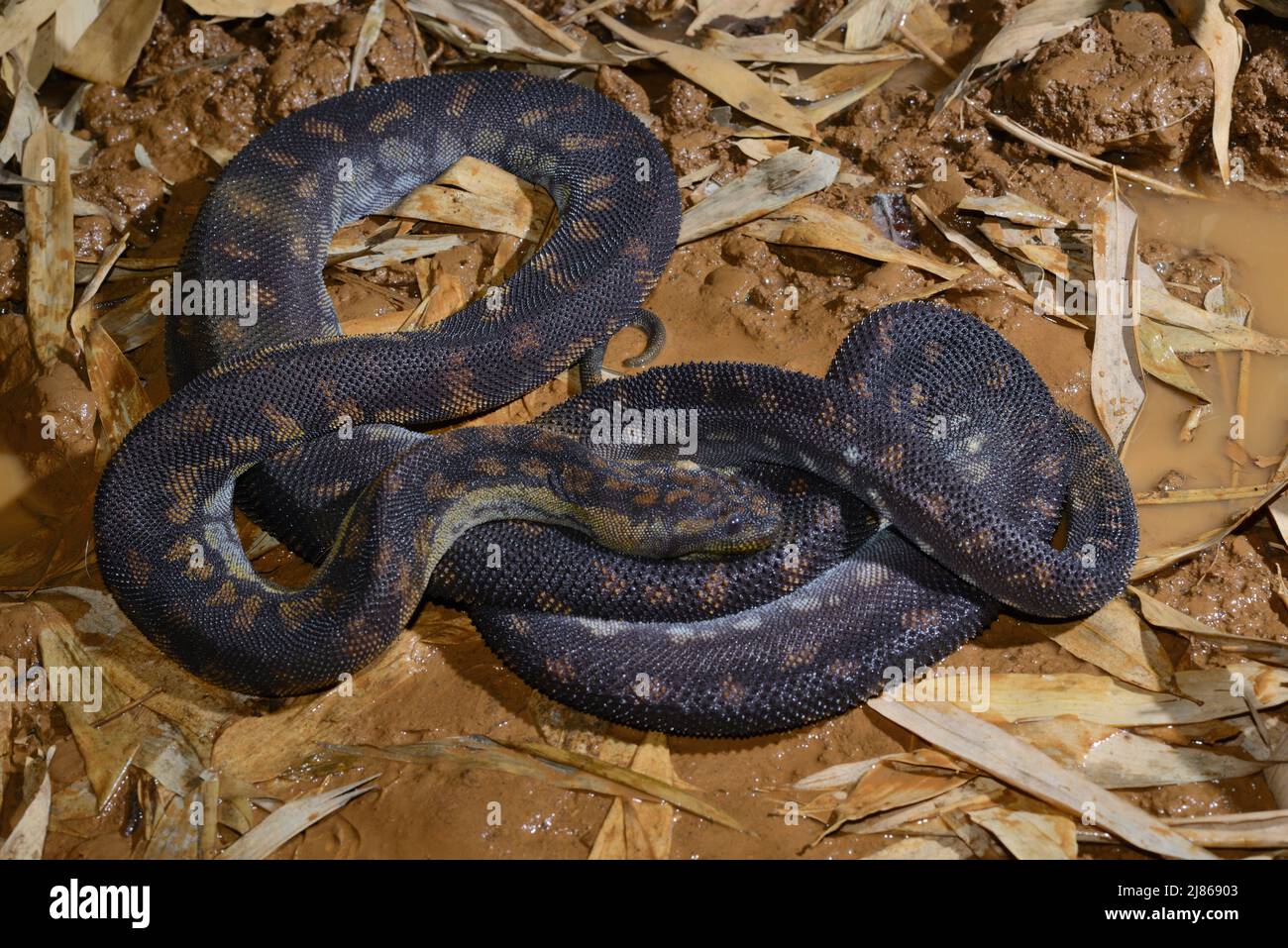 Arafura File snake (Acrochordus arafurae Stock Photo - Alamy