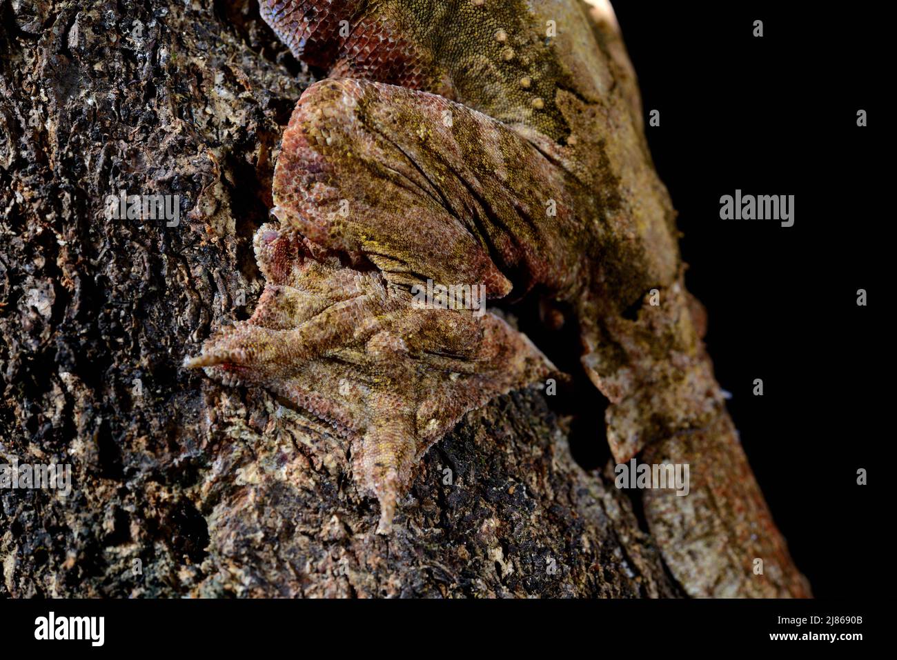 Kuhl's flying gecko (Ptychozoon kuhli). S.E. Asia Stock Photo - Alamy