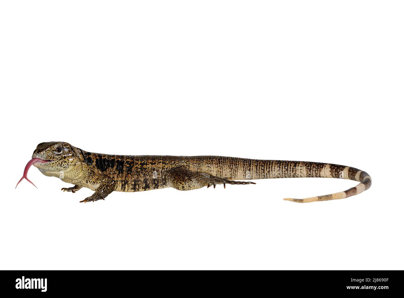 Giant tegu hi-res stock photography and images - Alamy