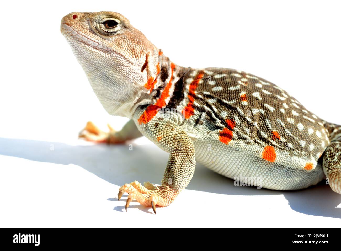 Arizona lizard Cut Out Stock Images & Pictures - Alamy