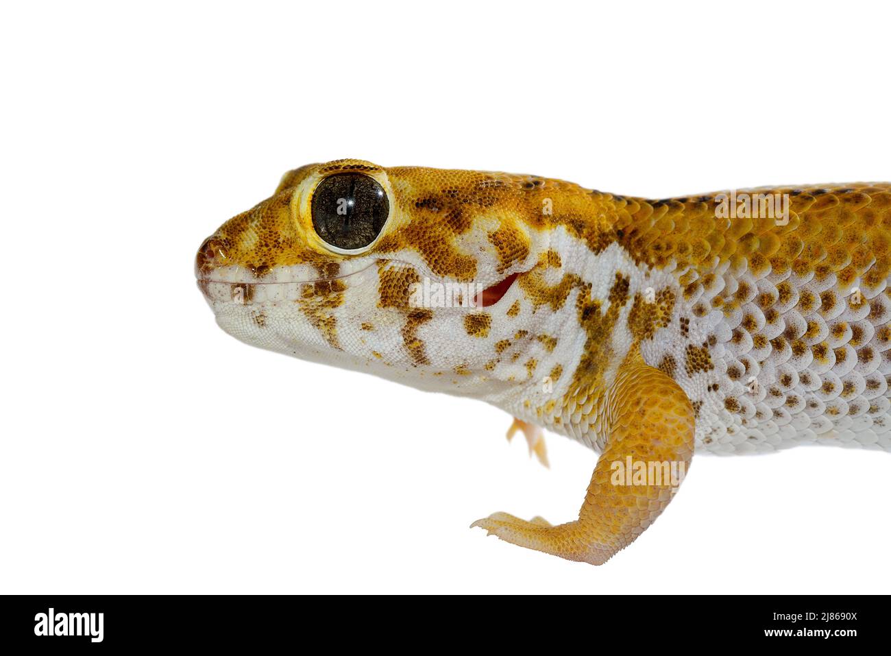 Teratoscincus scincus keyserlingii hi-res stock photography and images ...