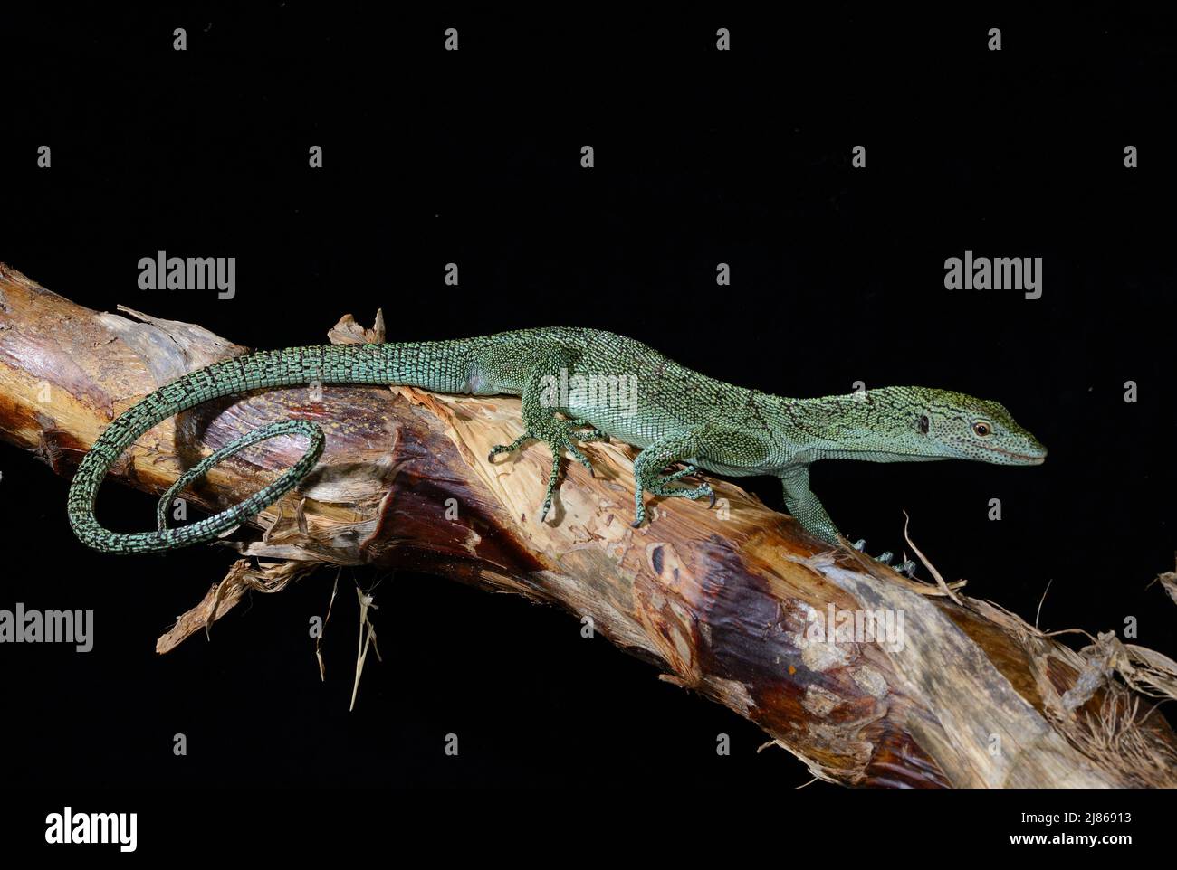 Varanus kordensis hi-res stock photography and images - Alamy