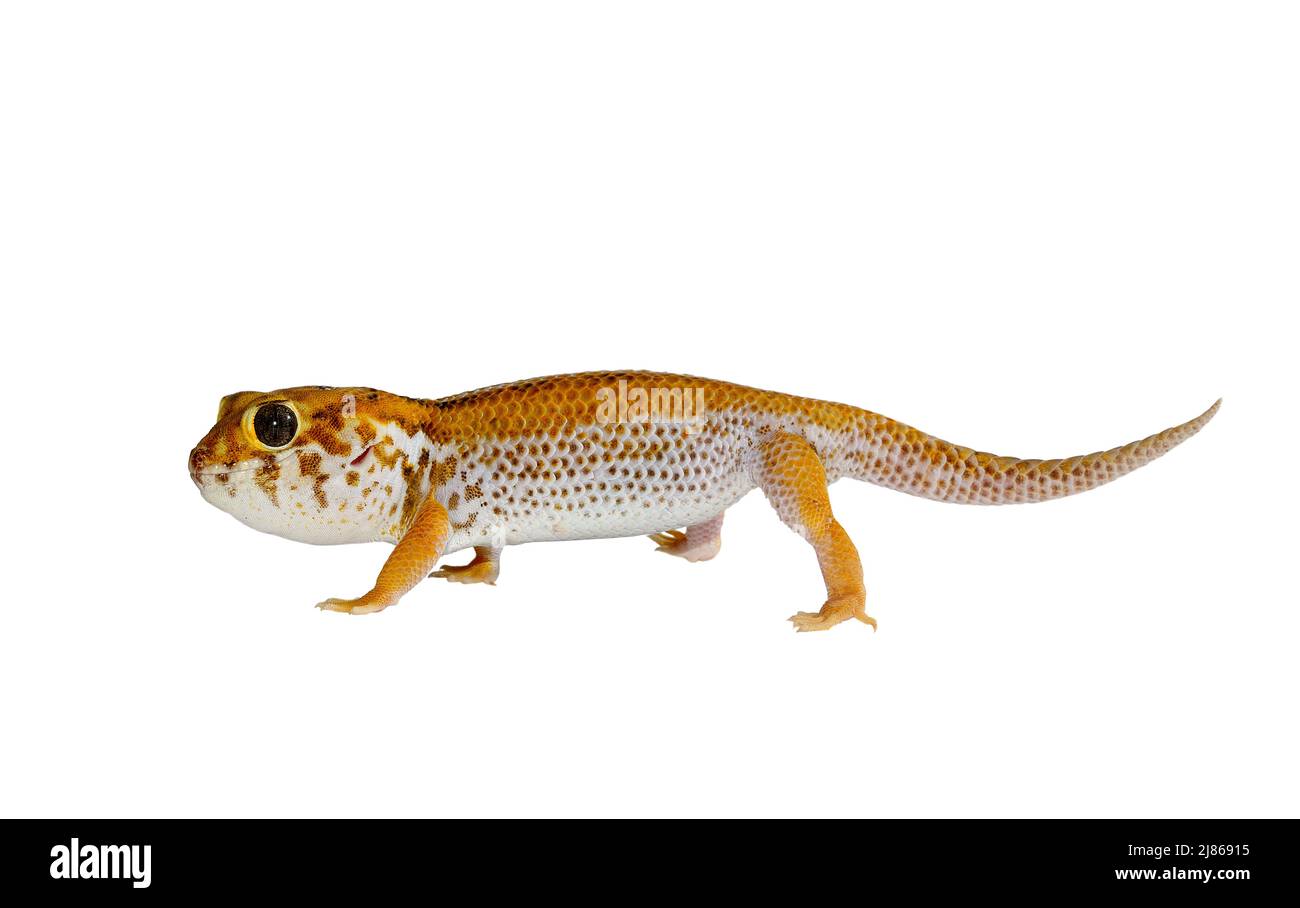 Wonder gecko (Teratoscincus keyserlingi) Middle East Stock Photo - Alamy